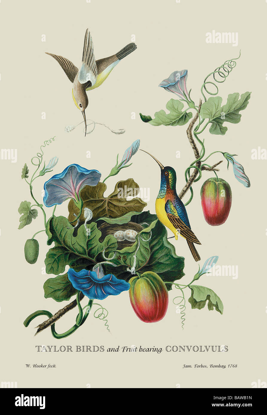 Taylor Birds and Fruit Bearing Convolvuls Stock Photo - Alamy