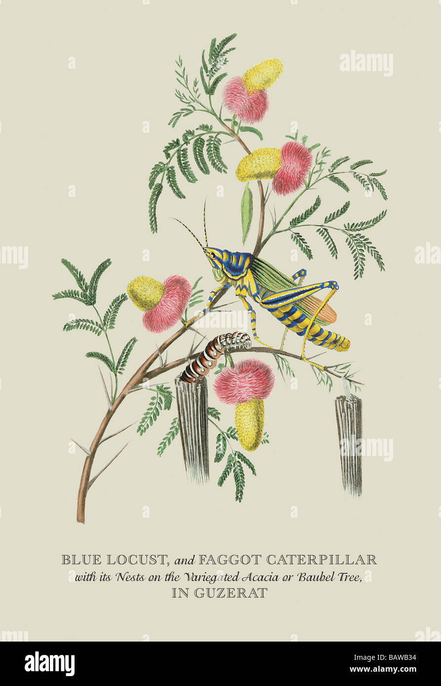 The Blue Locust and Faggot Caterpillar Stock Photo - Alamy