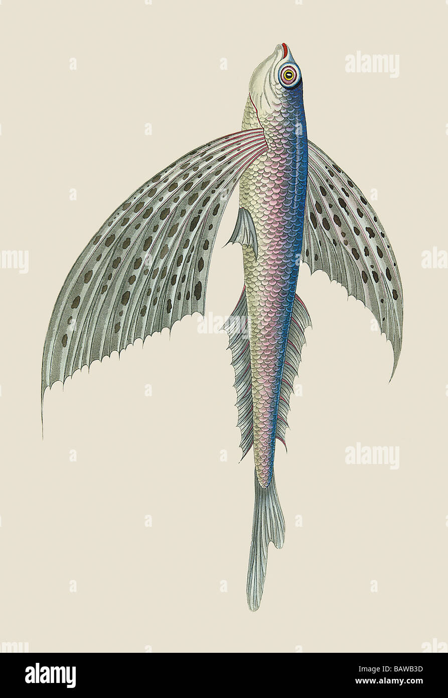 Winged fish hi-res stock photography and images - Alamy