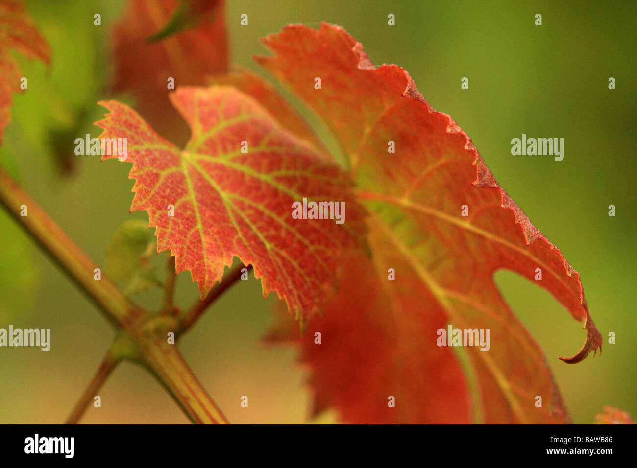 malbec grape leaves in autumn color Stock Photo - Alamy