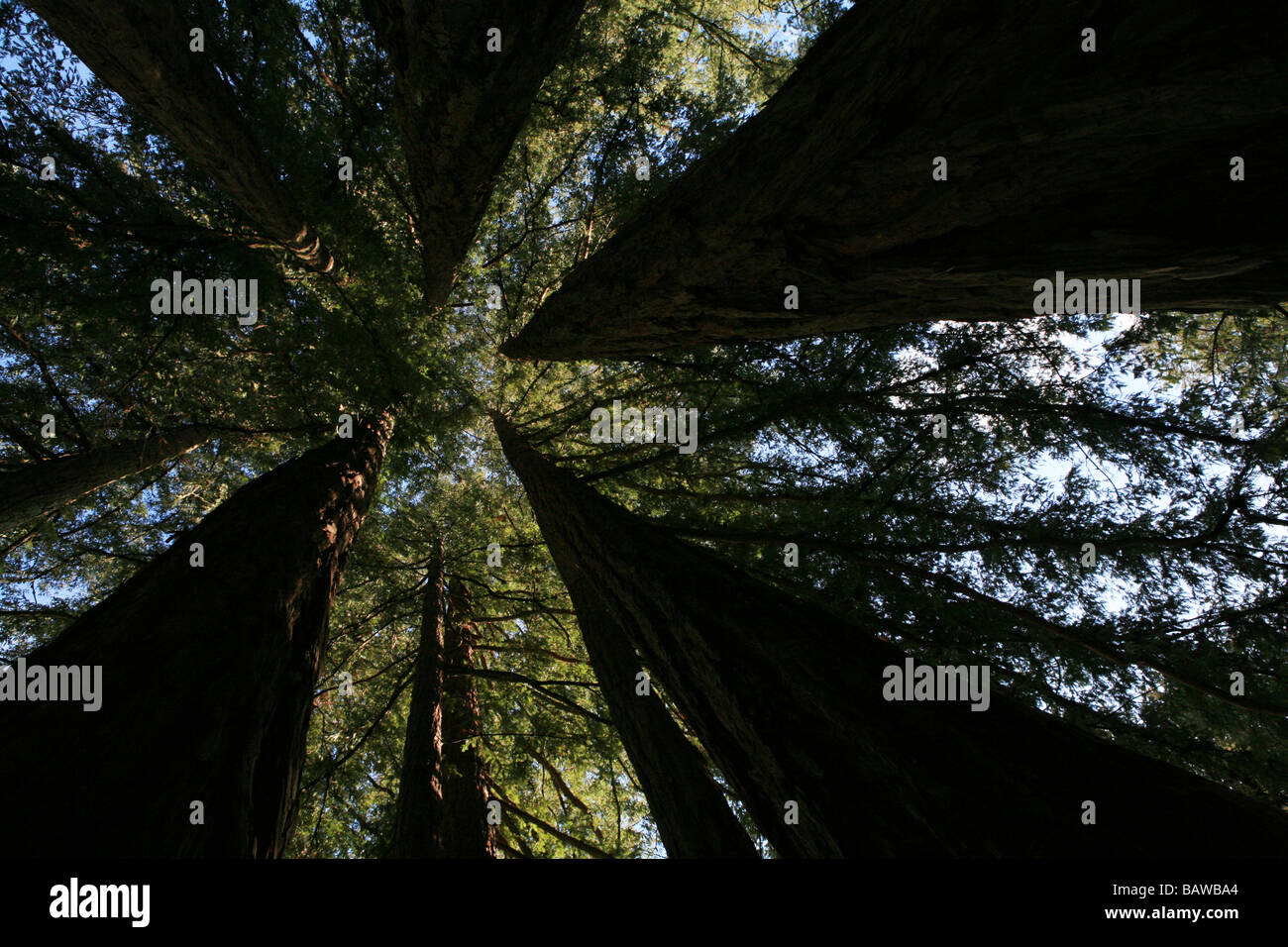 Looking up into redwood trees, sequoia gigantea, California redwood ...