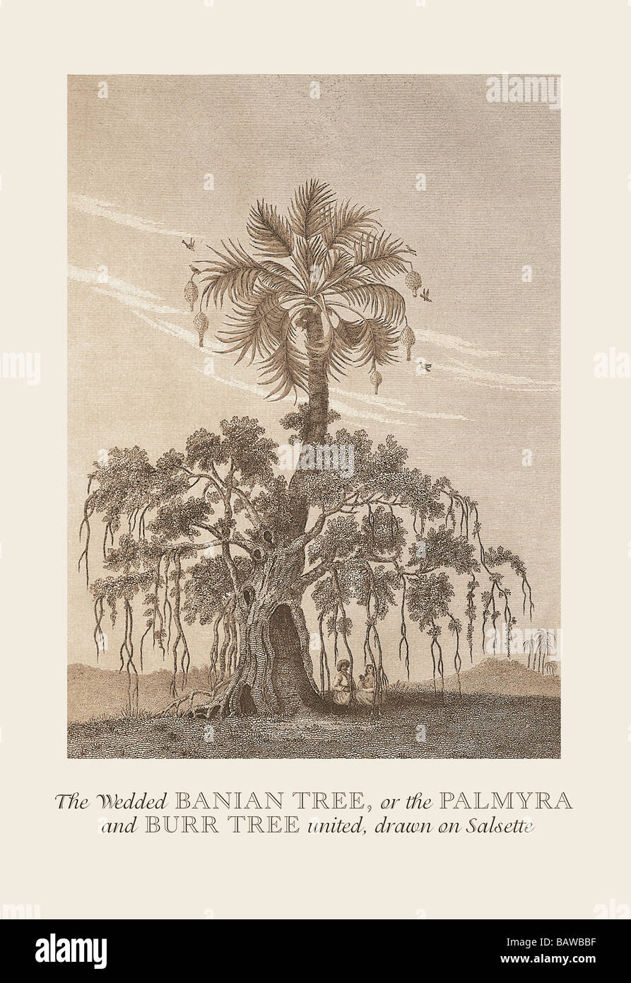 The Banian Tree and Burr Tree,United Stock Photo - Alamy