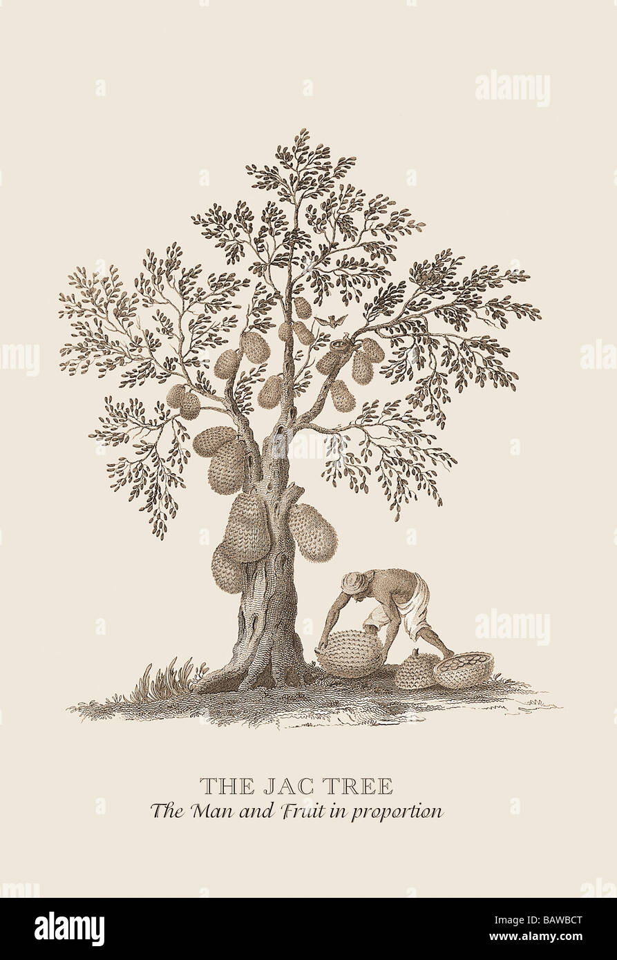 The Jac Tree Stock Photo - Alamy