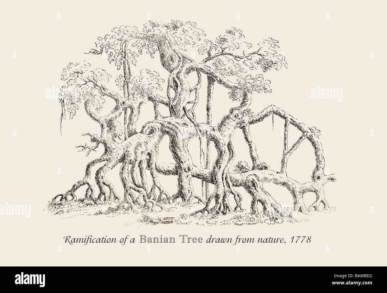 Ramification of a Banian Tree Stock Photo - Alamy