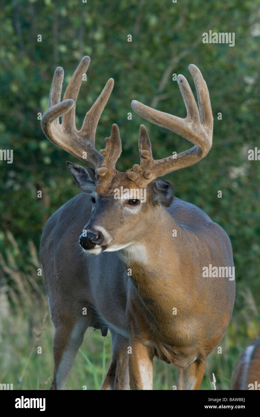 Whitetail buck walking close up hi-res stock photography and images - Alamy