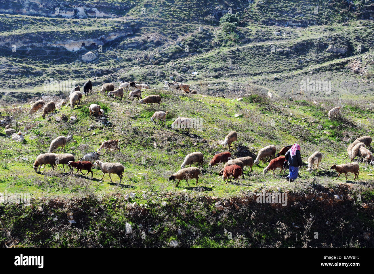 An Arab shepherd herds his flock between the Jewish area of Armon ...