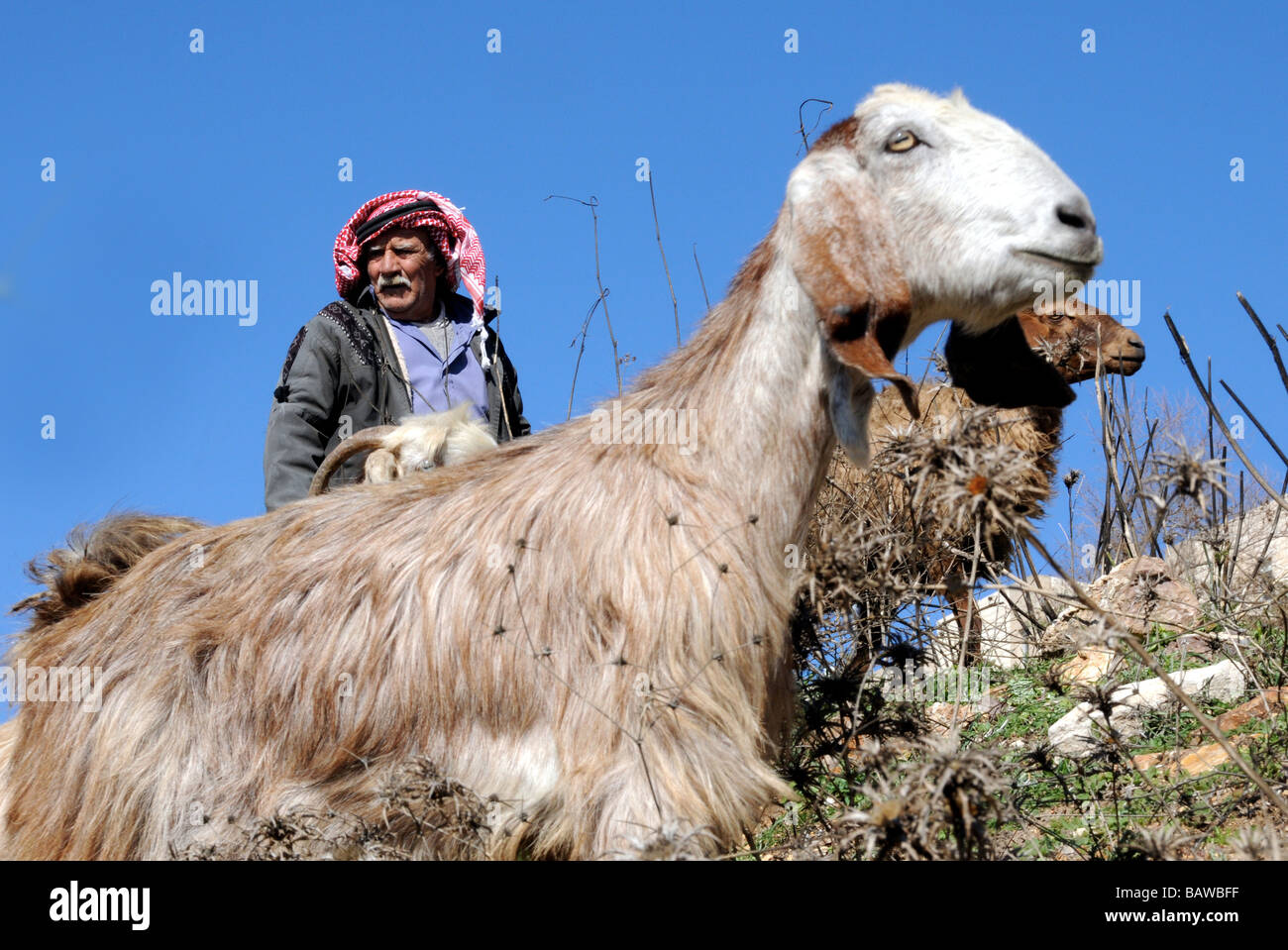 Shepherd sheep palestine hi-res stock photography and images - Alamy