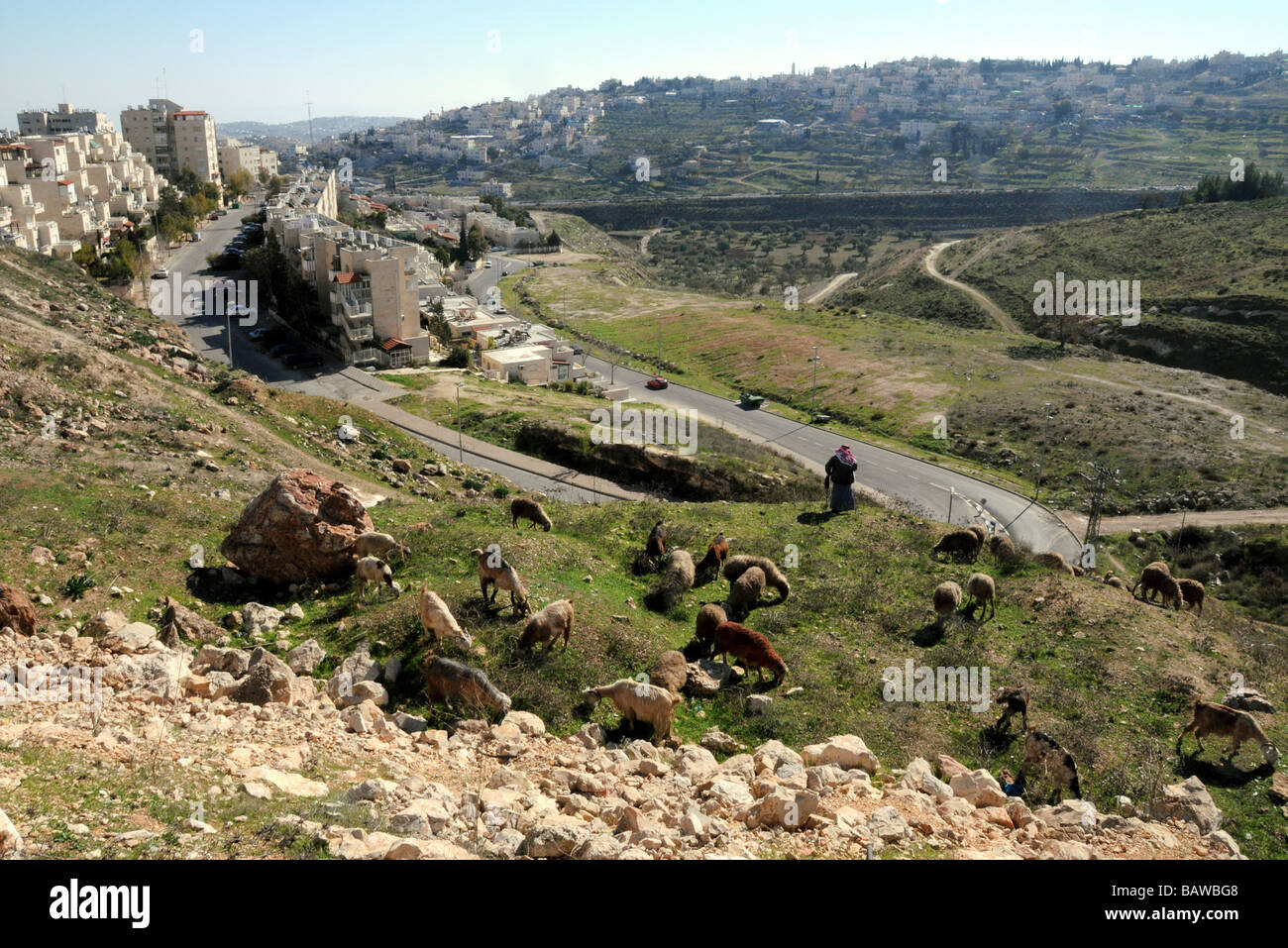 An Arab shepherd herds his flock between the Jewish area of Armon ...