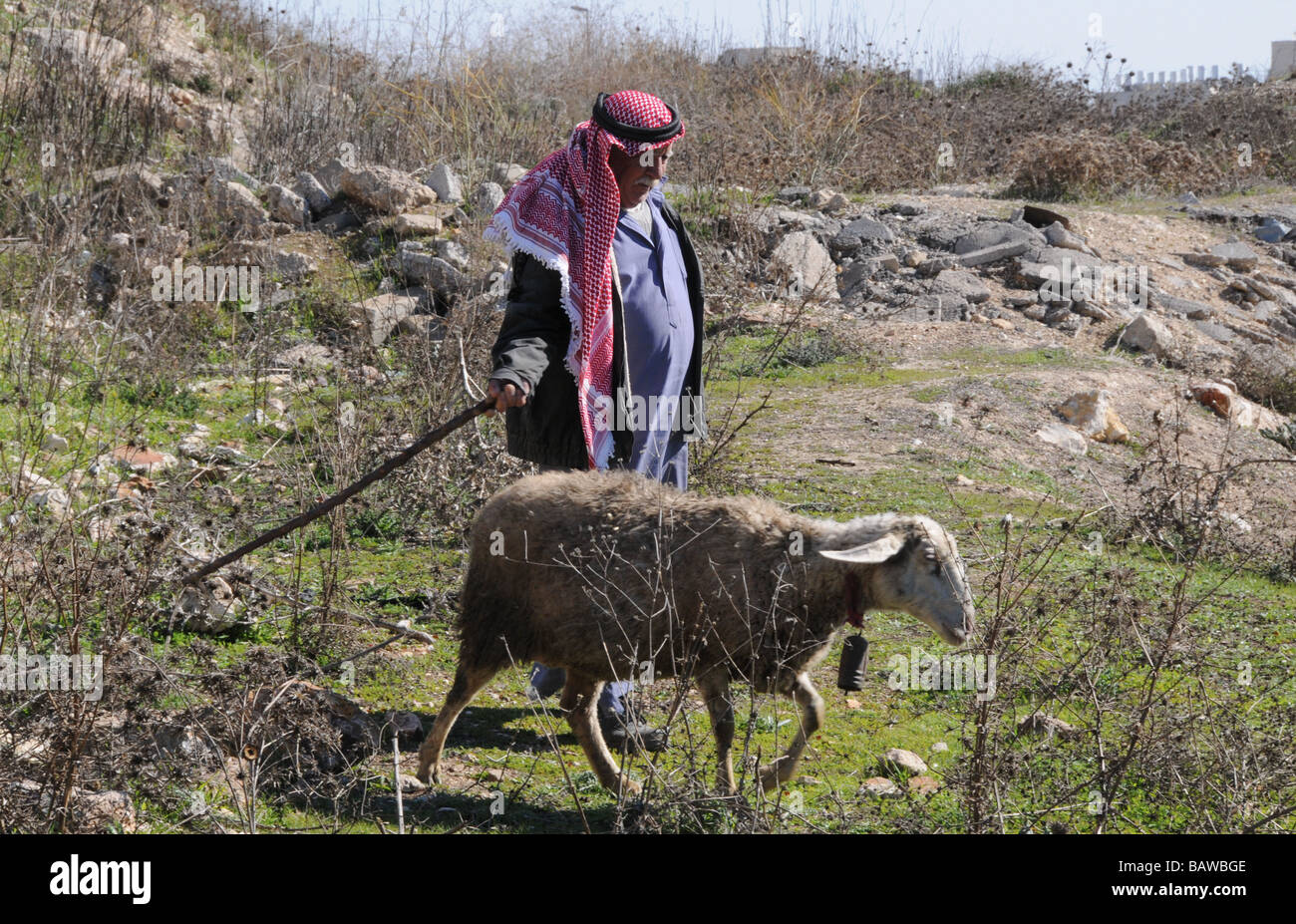 An Arab shepherd herds his flock between the Jewish area of Armon ...