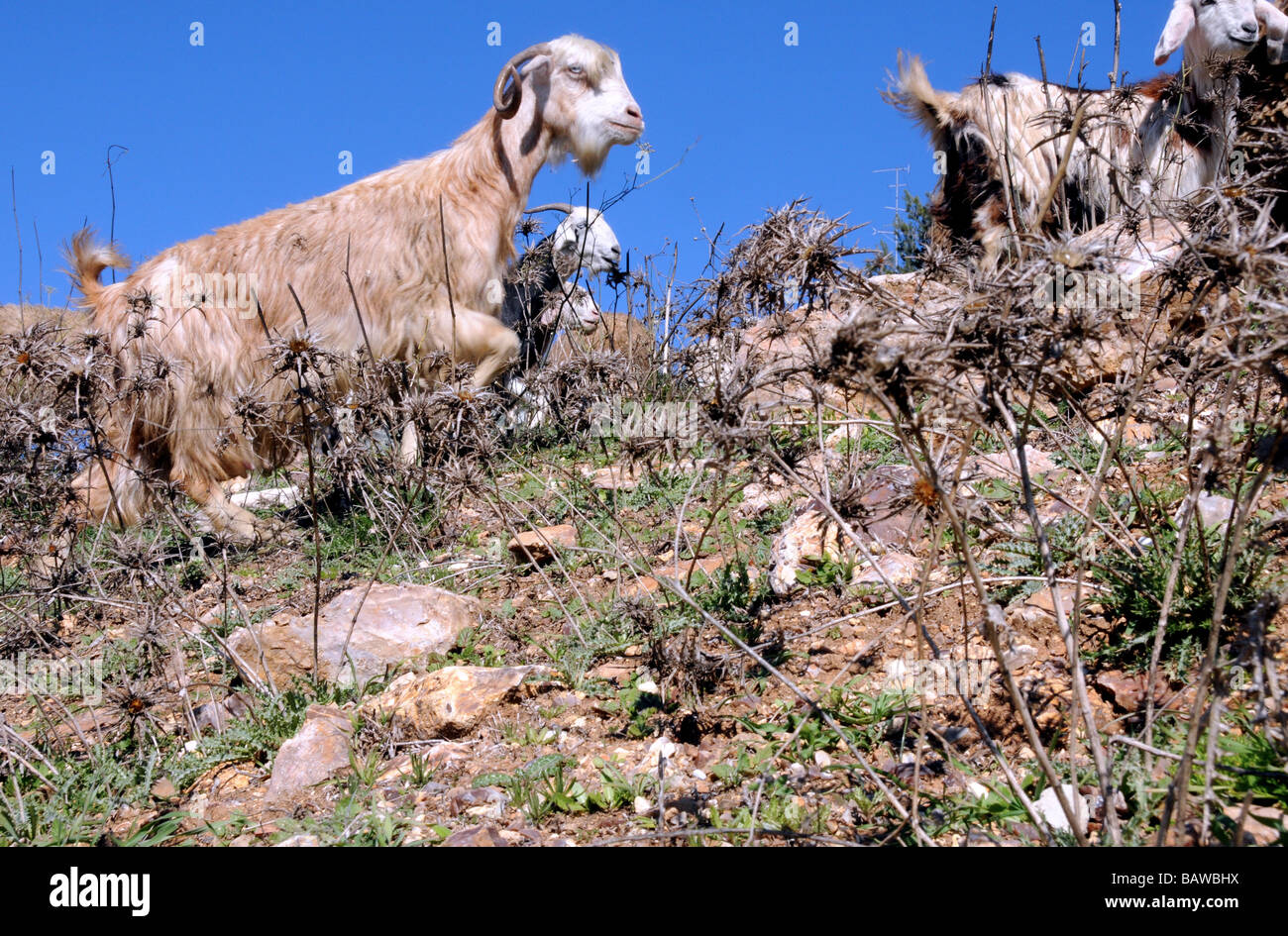 Israel sheep hi-res stock photography and images - Alamy