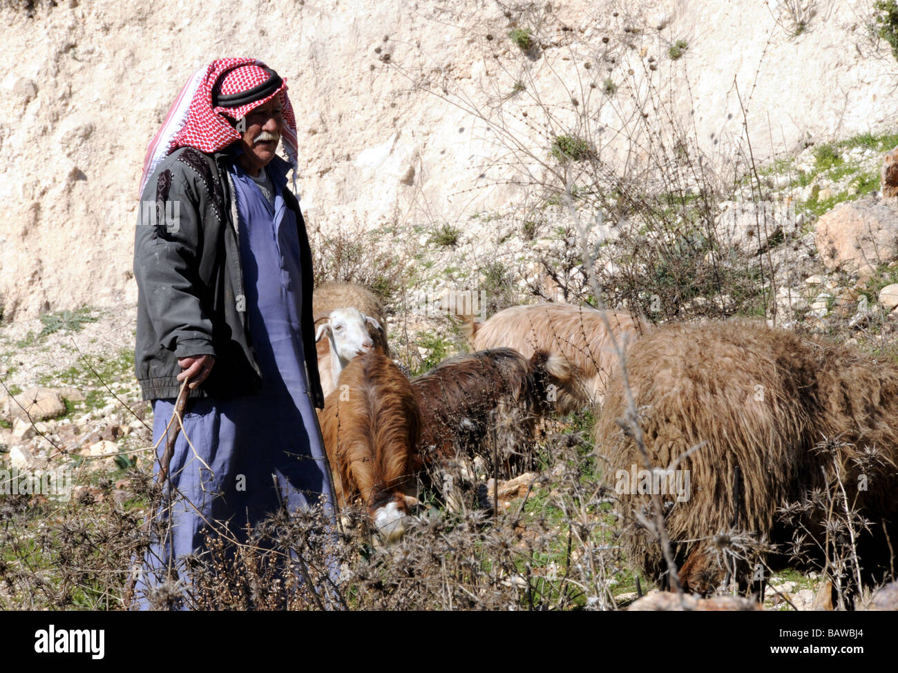 An Arab shepherd herds his flock between the Jewish area of Armon ...