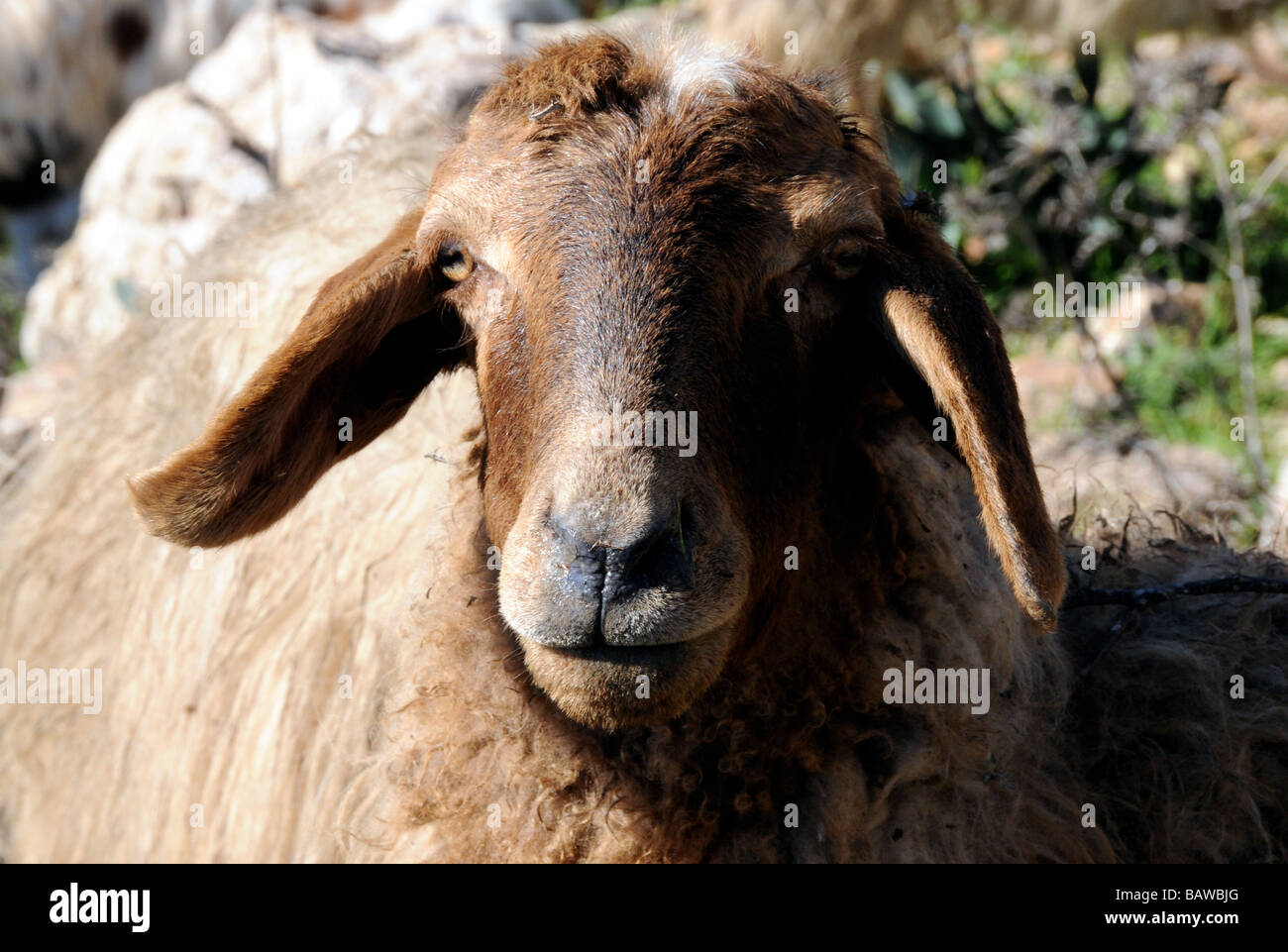 Israel sheep hi-res stock photography and images - Alamy