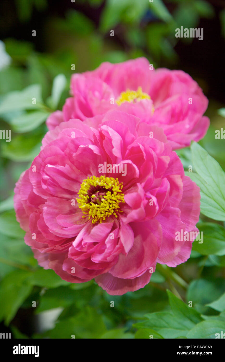 Close up of peony flower Stock Photo - Alamy