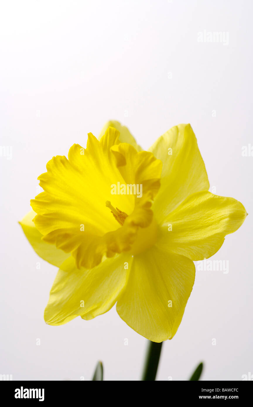 Close up of single daffodil flower Stock Photo - Alamy