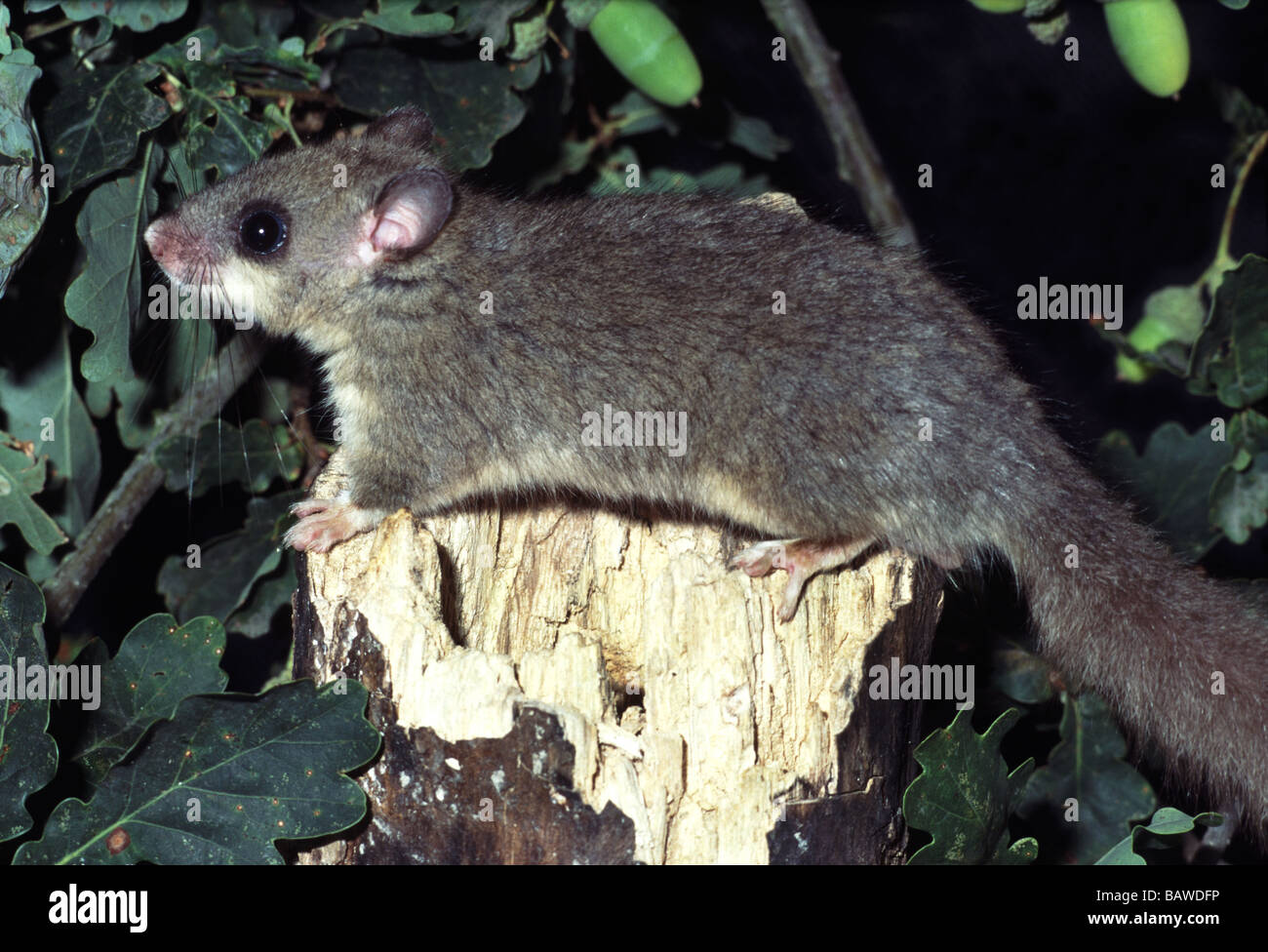 The romans edible doormouse hi-res stock photography and images - Alamy