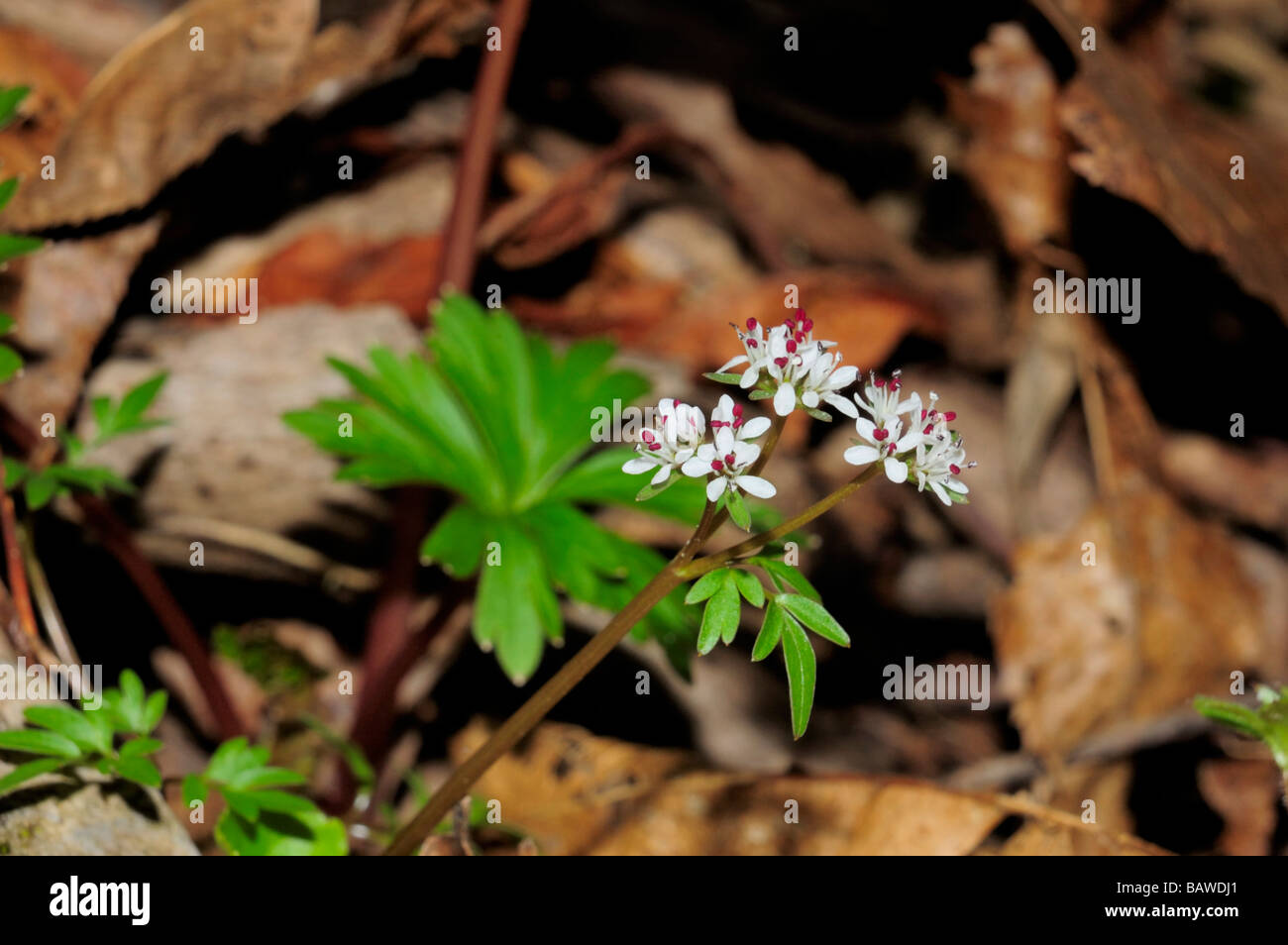 Harbinger of Spring wildflowers Stock Photo - Alamy