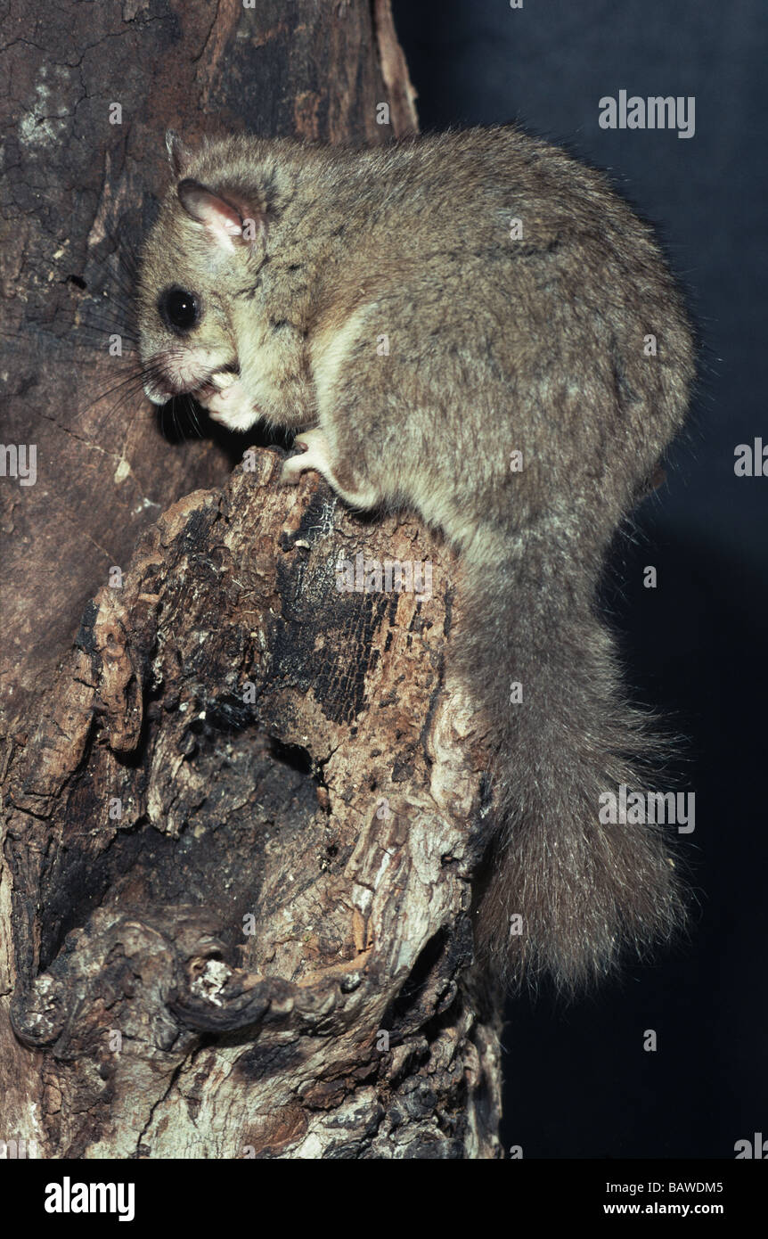 Edible dormice hibernating hi-res stock photography and images - Alamy