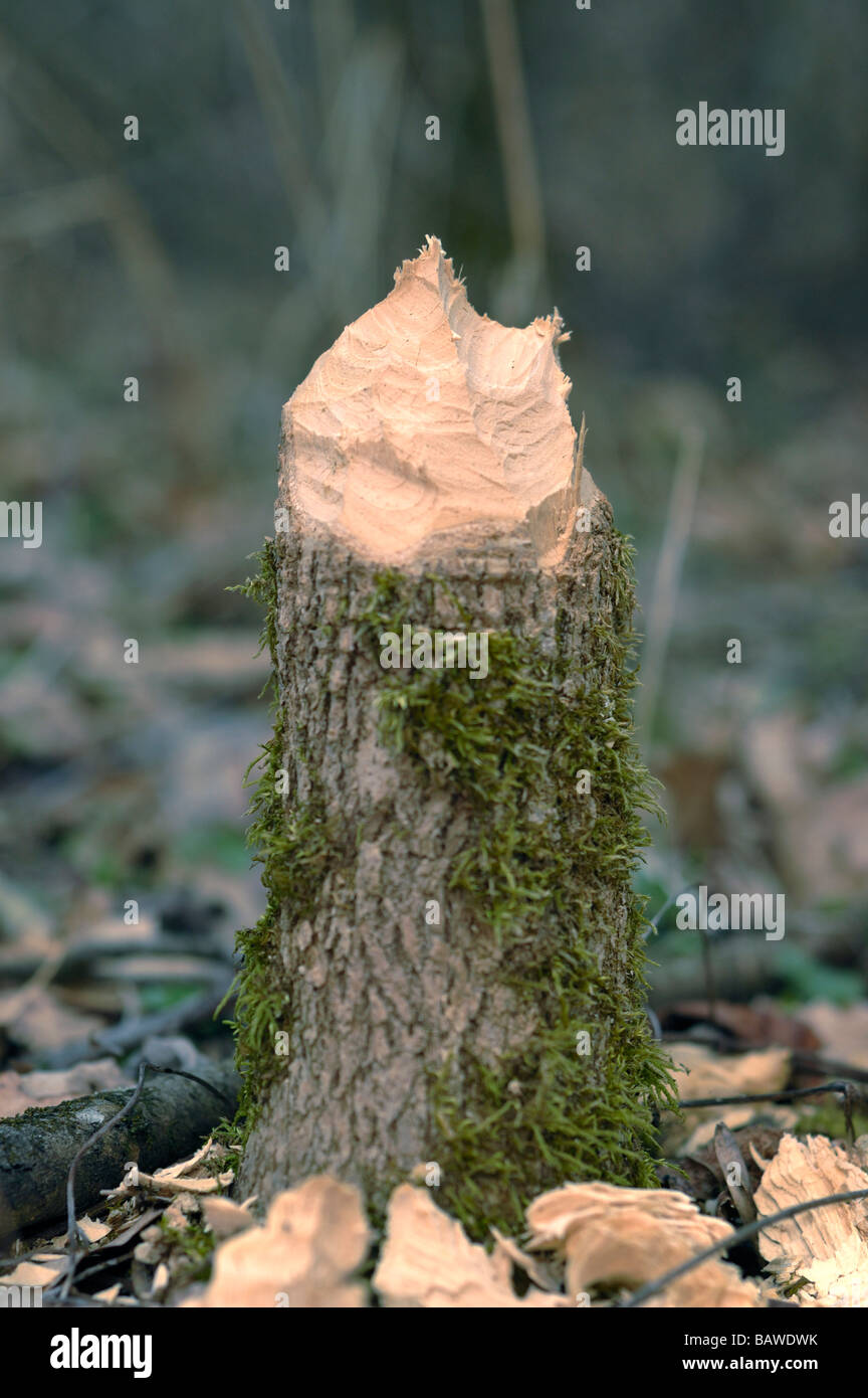 Beaver gnawed tree hi-res stock photography and images - Alamy