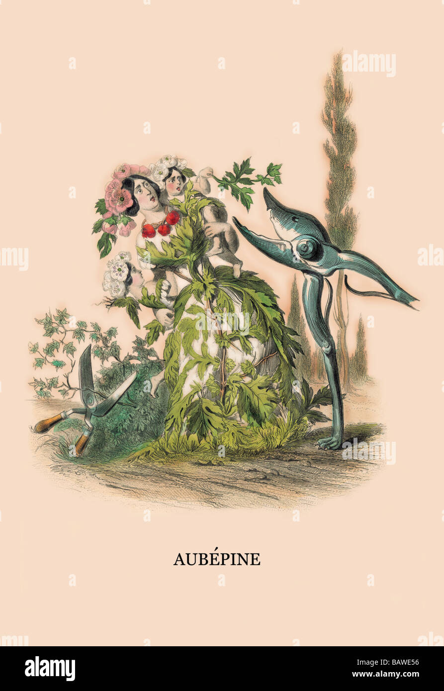 Aubepine hi-res stock photography and images - Alamy