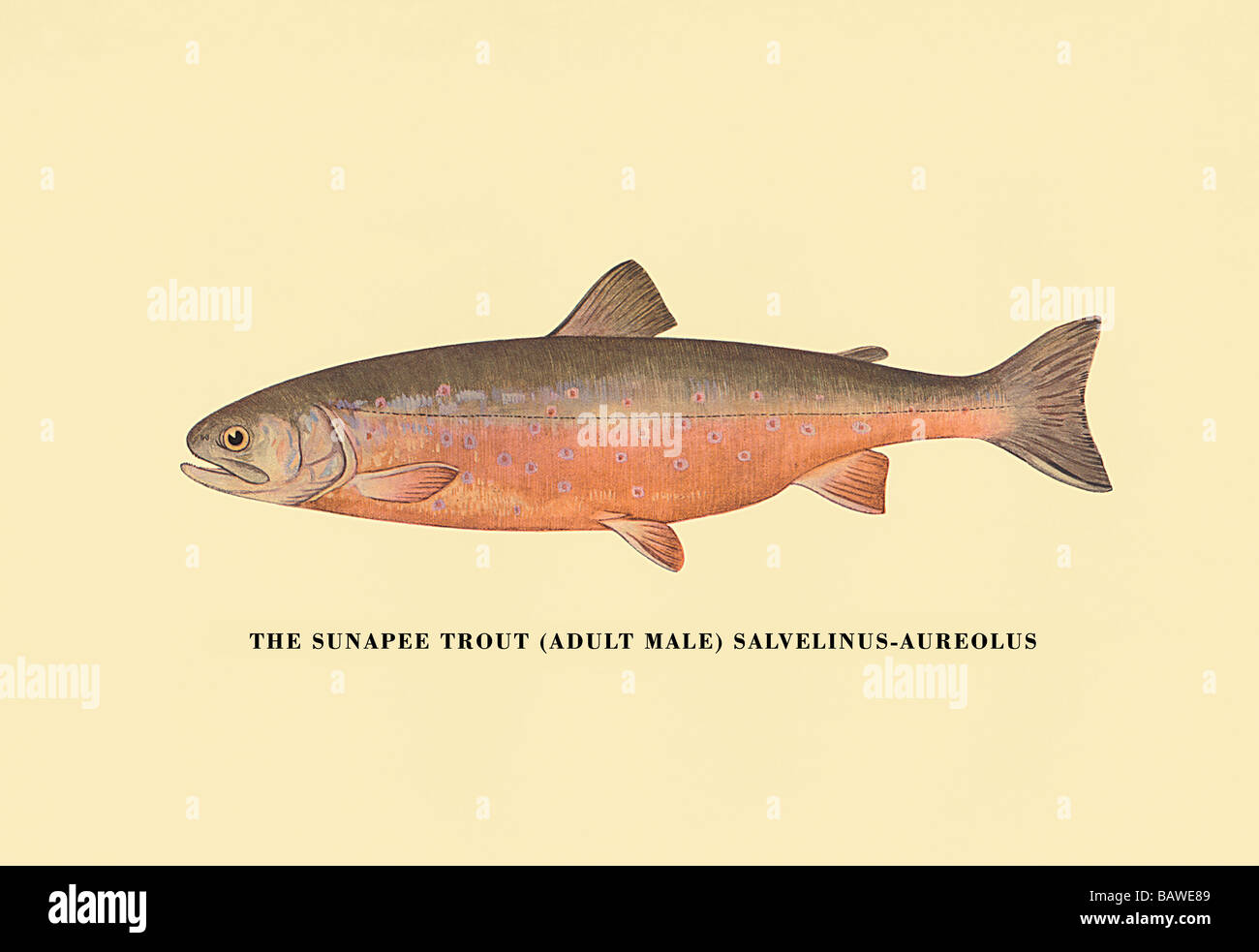 The Sunapee Trout Stock Photo - Alamy