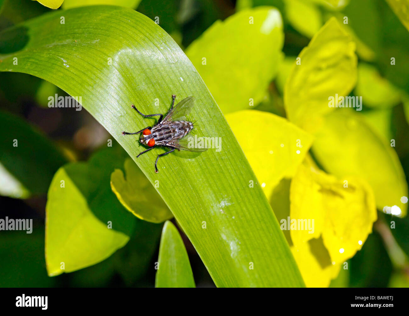 African Sarcophaga Fly on a leaf Stock Photo - Alamy