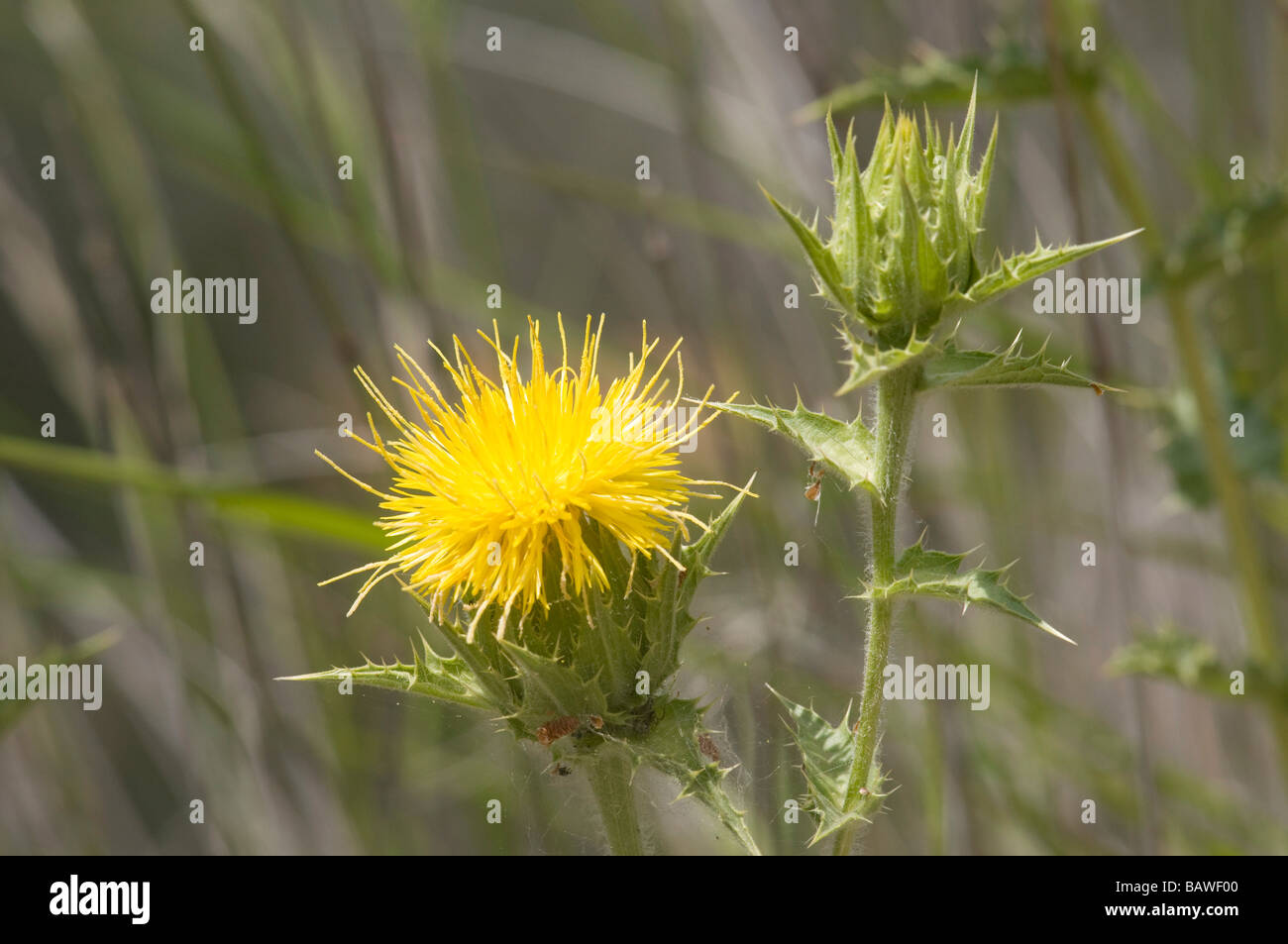 Yellow Mountain Thistle at the edge of the roadside in the valley ...