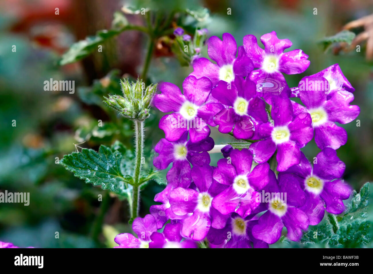Petite pink flowers hi-res stock photography and images - Alamy