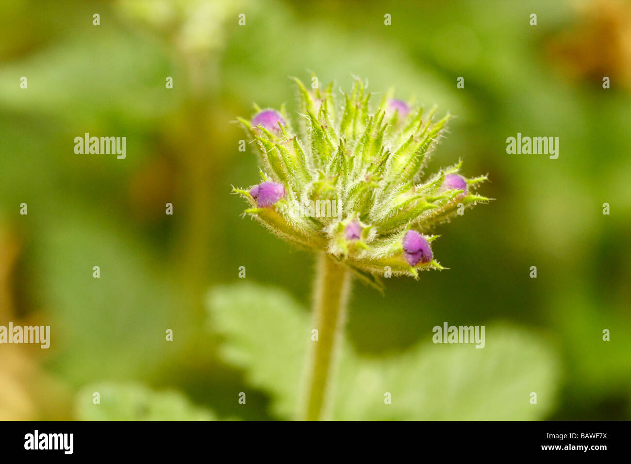 Head of purple flower buds Stock Photo - Alamy