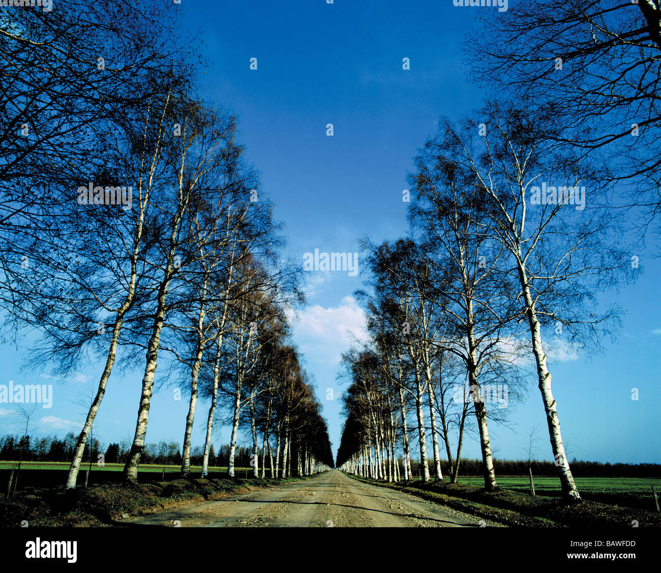 Tree lined country road Stock Photo - Alamy