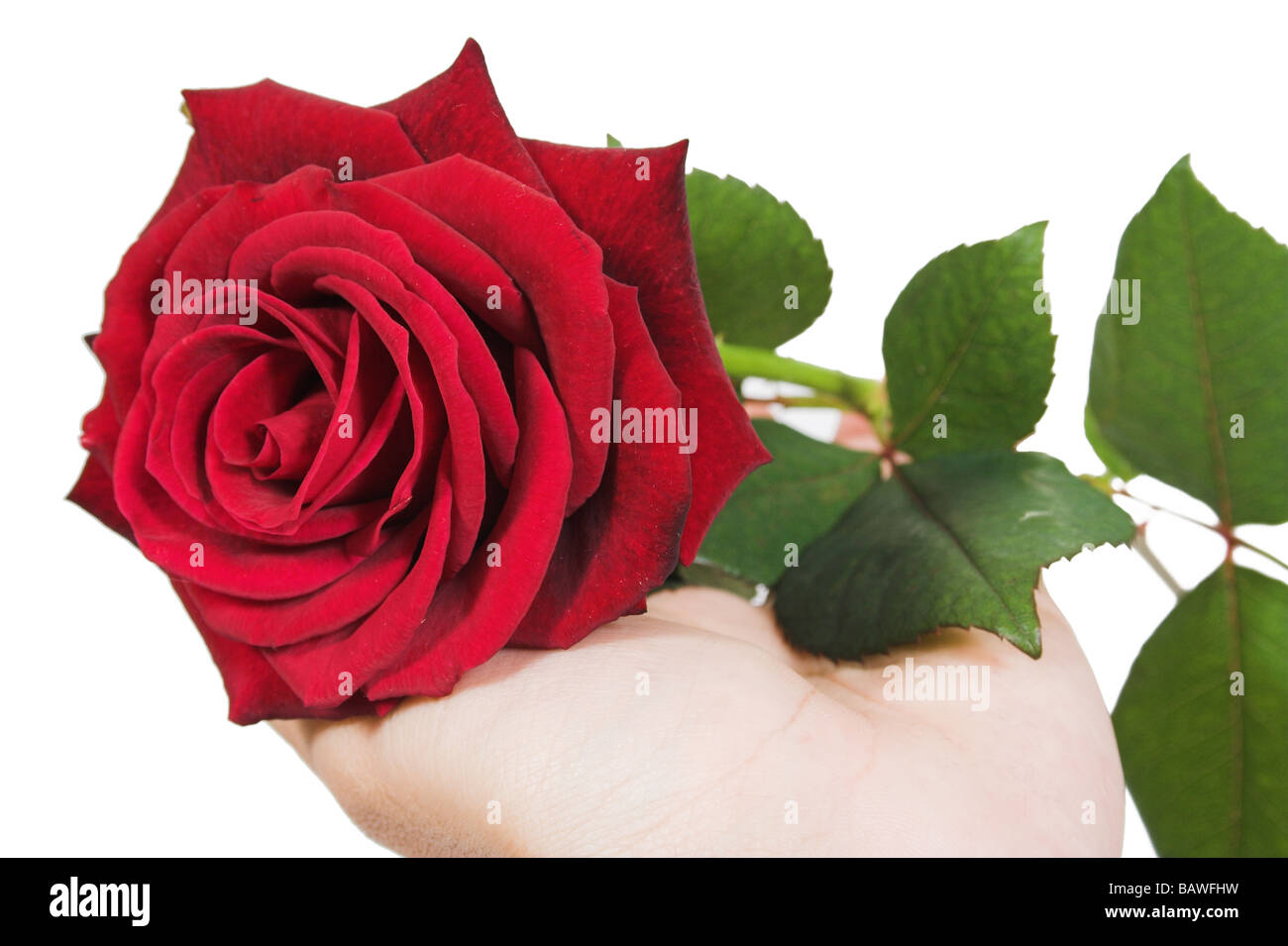 give a rose Stock Photo - Alamy