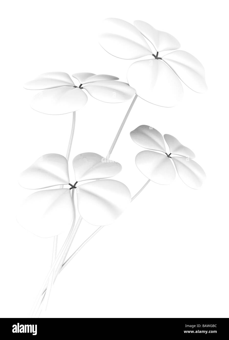 four leaf clovers in white Stock Photo - Alamy