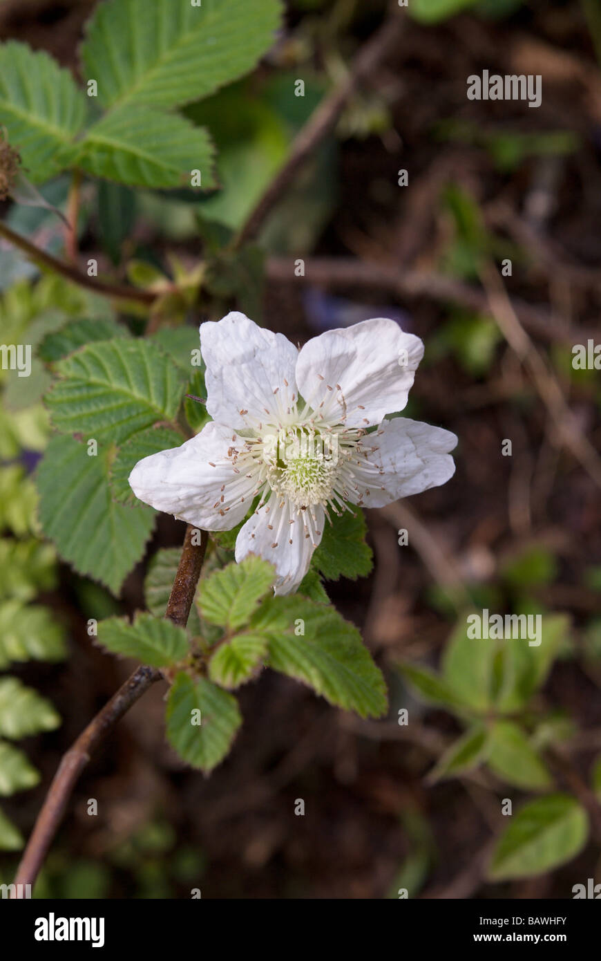 White bramble wildflower japan plant freshness nature outdoors hi-res ...