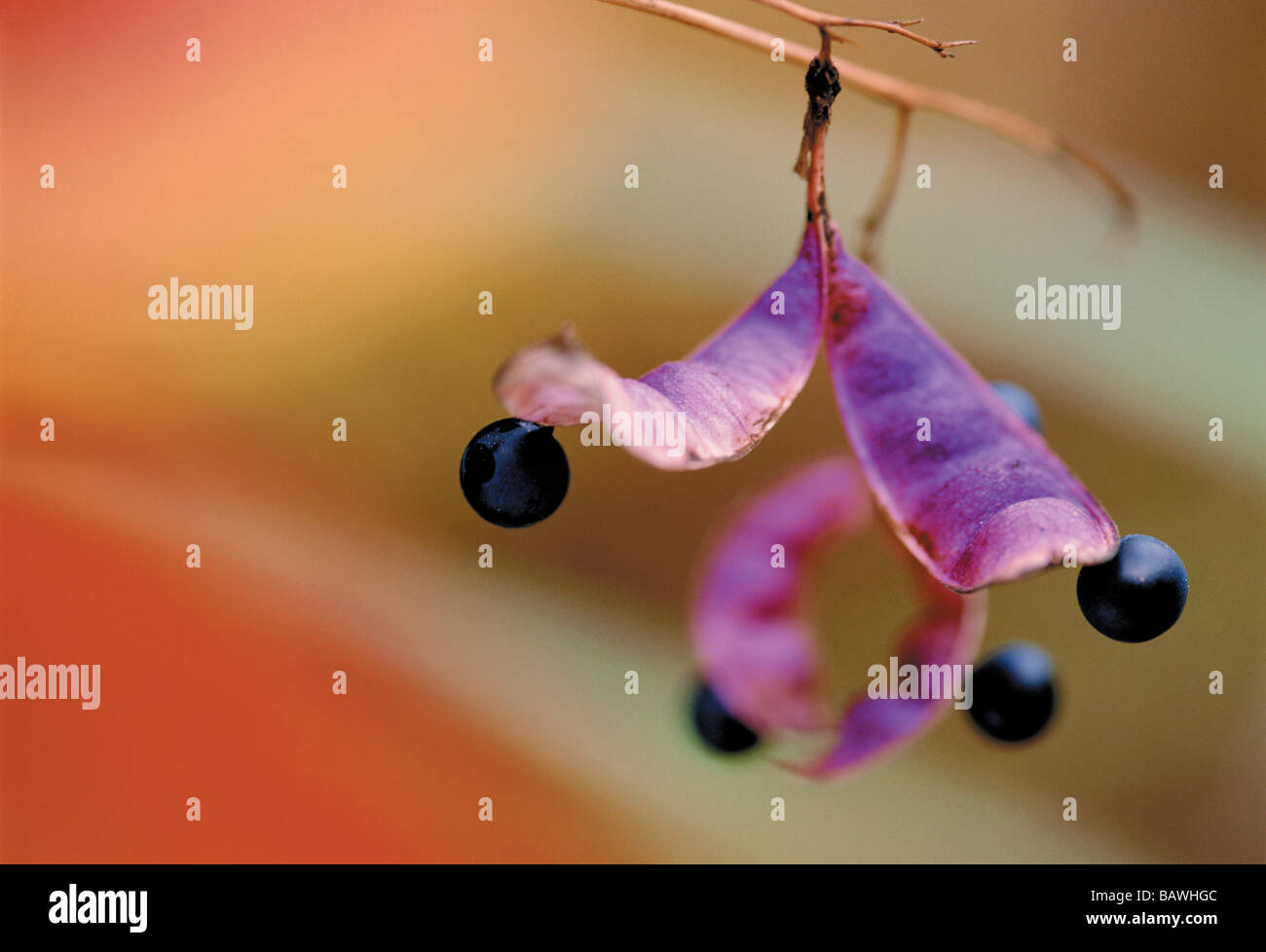 Flowers hanging on stern Stock Photo - Alamy