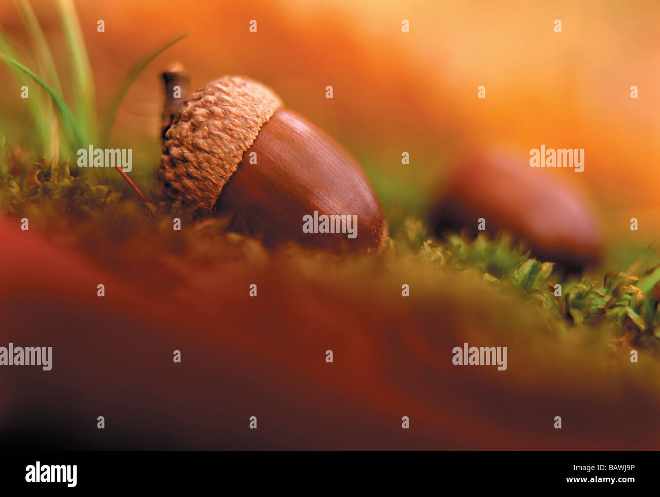 Acorn on bare ground Stock Photo - Alamy