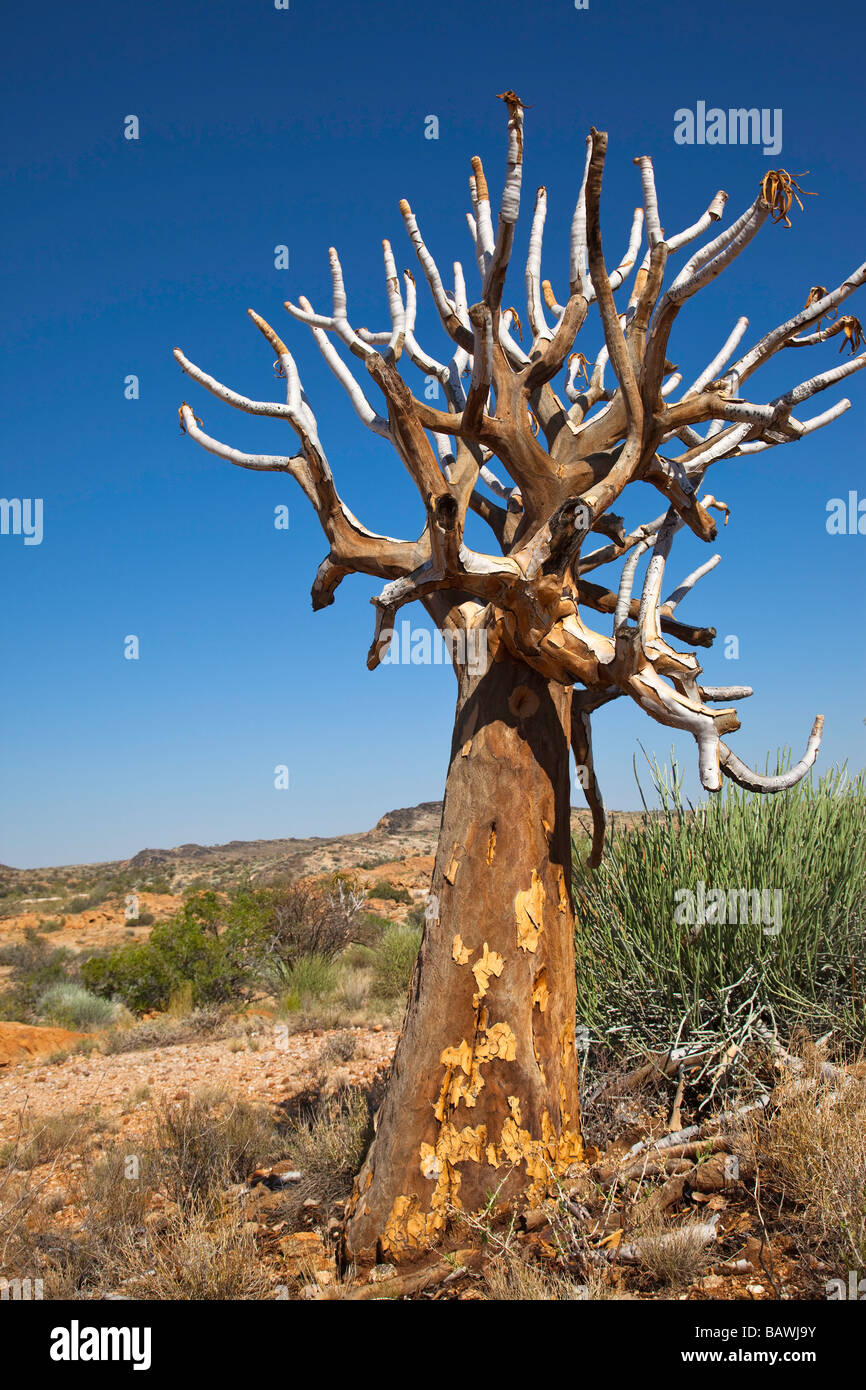 Quiver tree branches hi-res stock photography and images - Alamy