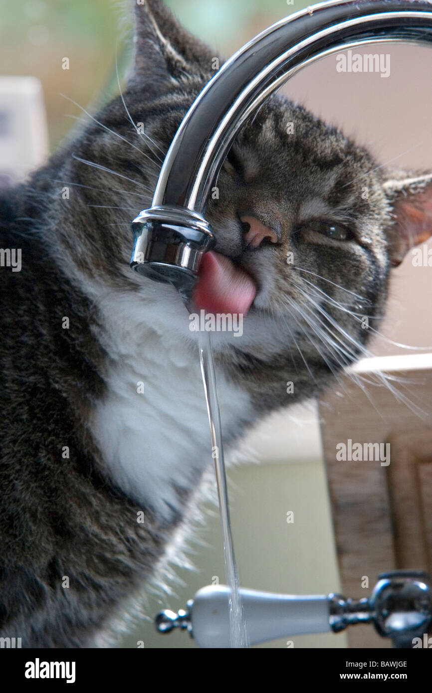Cat drinking from water tap Stock Photo - Alamy