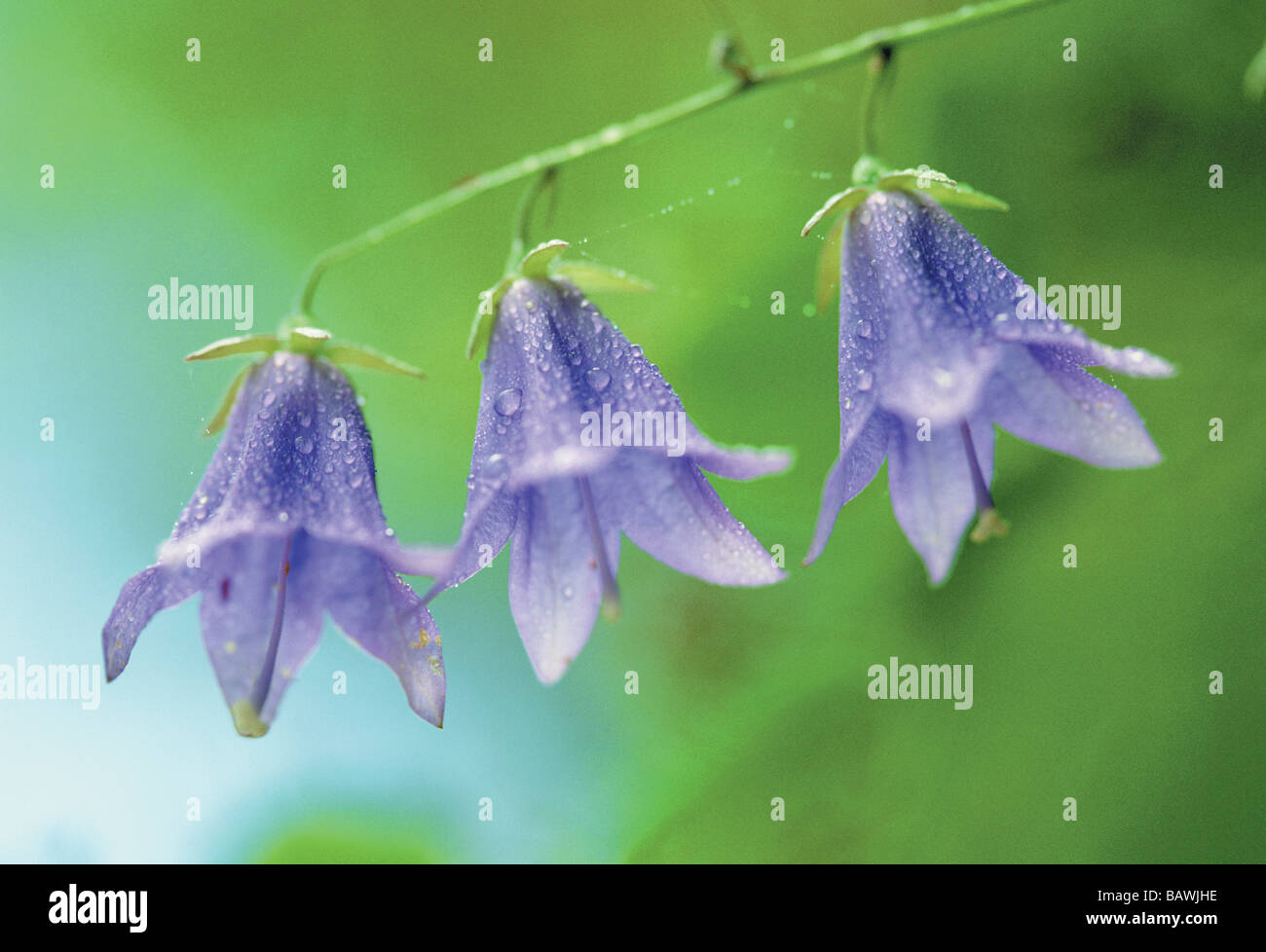 Purple flowers hanging on stern Stock Photo - Alamy
