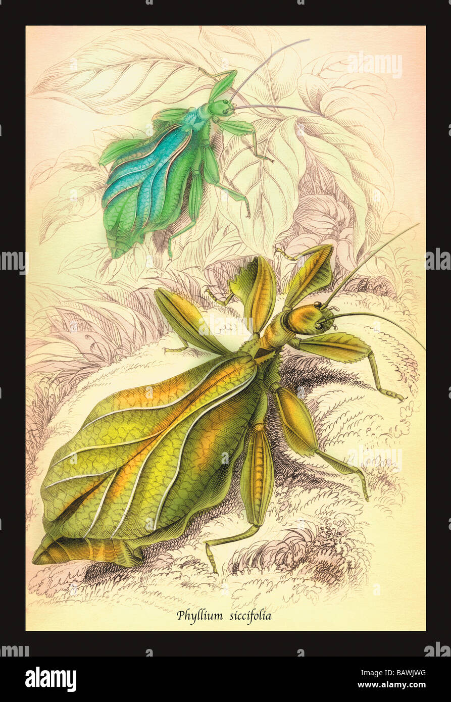 Phyllium hi-res stock photography and images - Alamy
