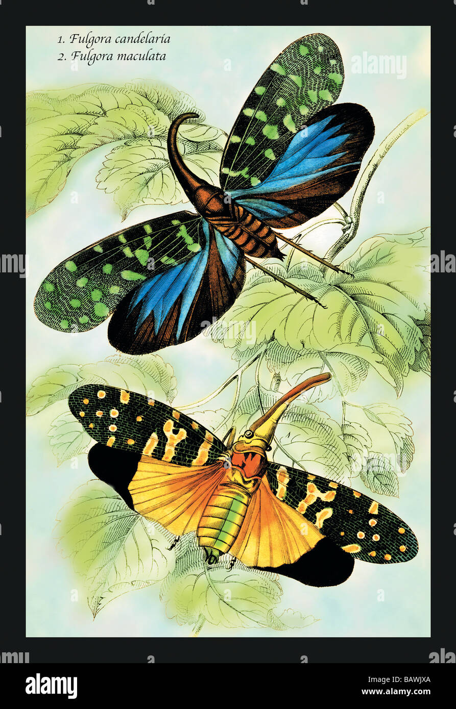 Insects: Fulgora Candelaria and F. Maculata Stock Photo - Alamy