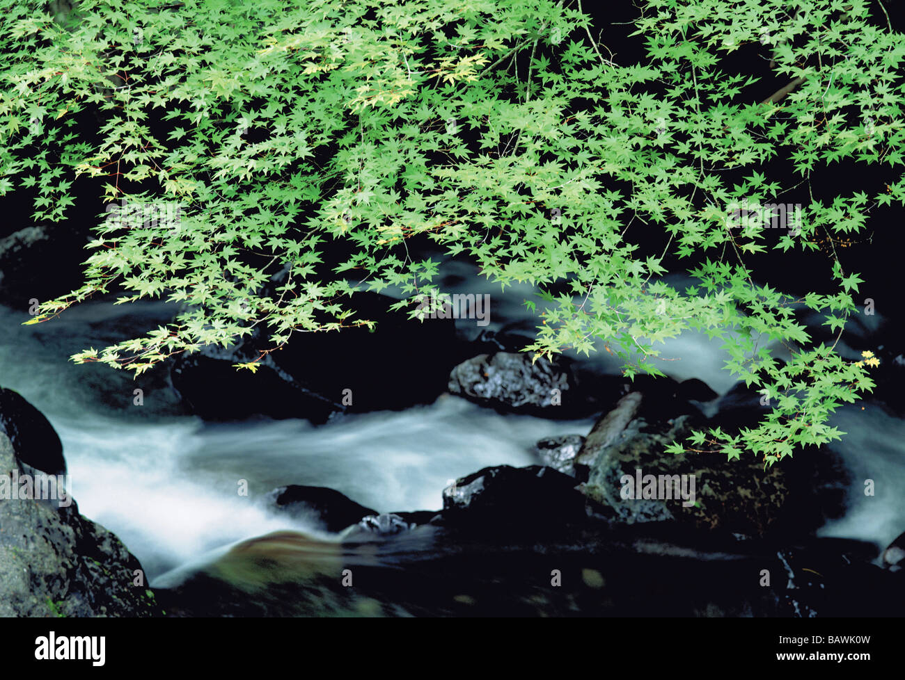 Trees by river Stock Photo - Alamy