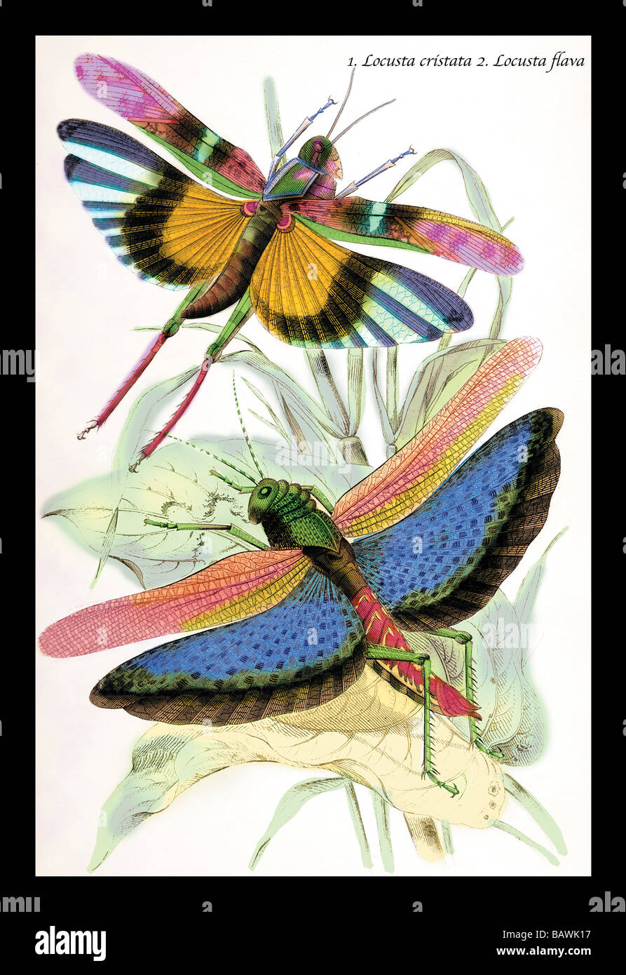Bugs insectarium hi-res stock photography and images - Alamy