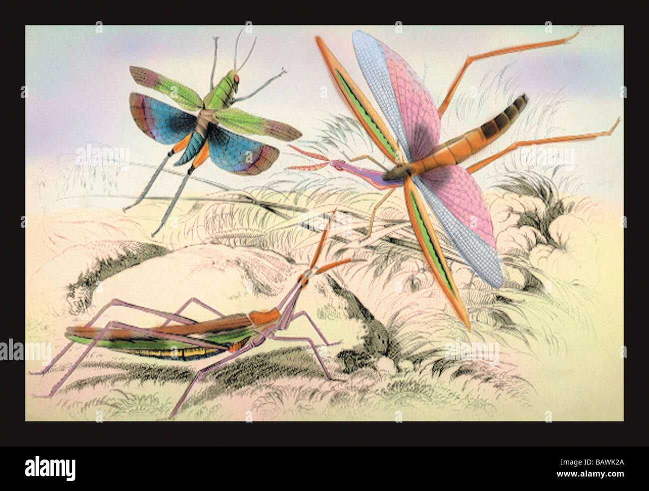 Three insects hi-res stock photography and images - Alamy