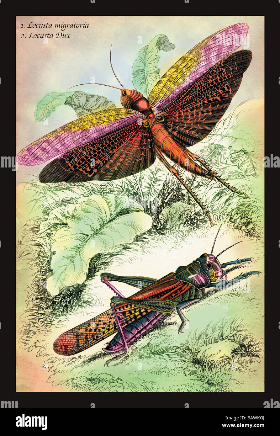 Insects: Locusta Migratoria and Locusta Dux Stock Photo - Alamy