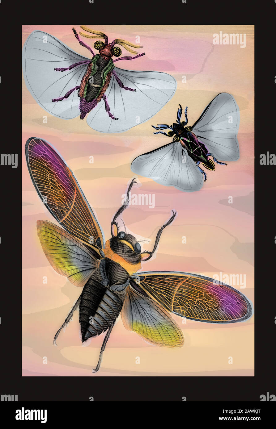 Three Insects in Flight Stock Photo - Alamy