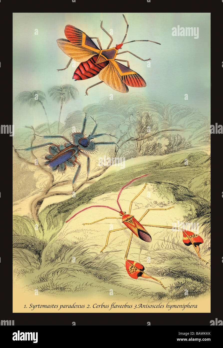 Insects: Syrtomastes Paradoxus,Cerbus Flaveobus,et al Stock Photo - Alamy
