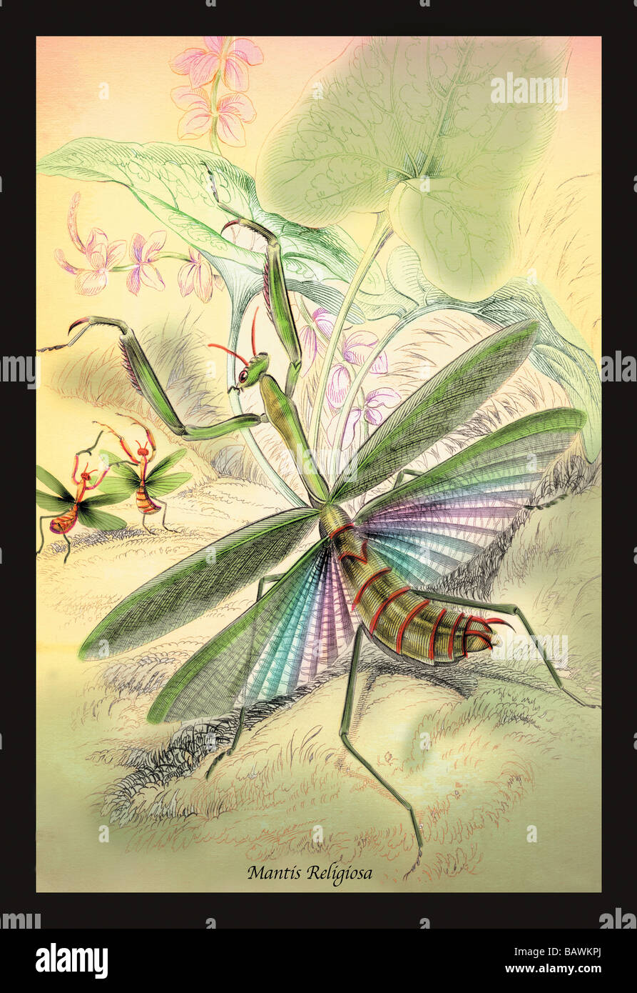 Insects: Mantis Religiosa Stock Photo - Alamy