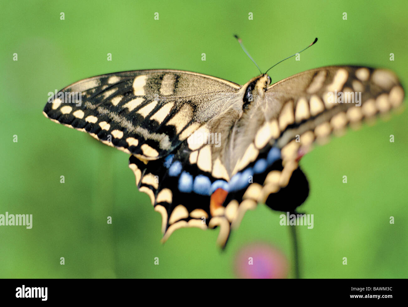 The butterfly hunt hi-res stock photography and images - Alamy