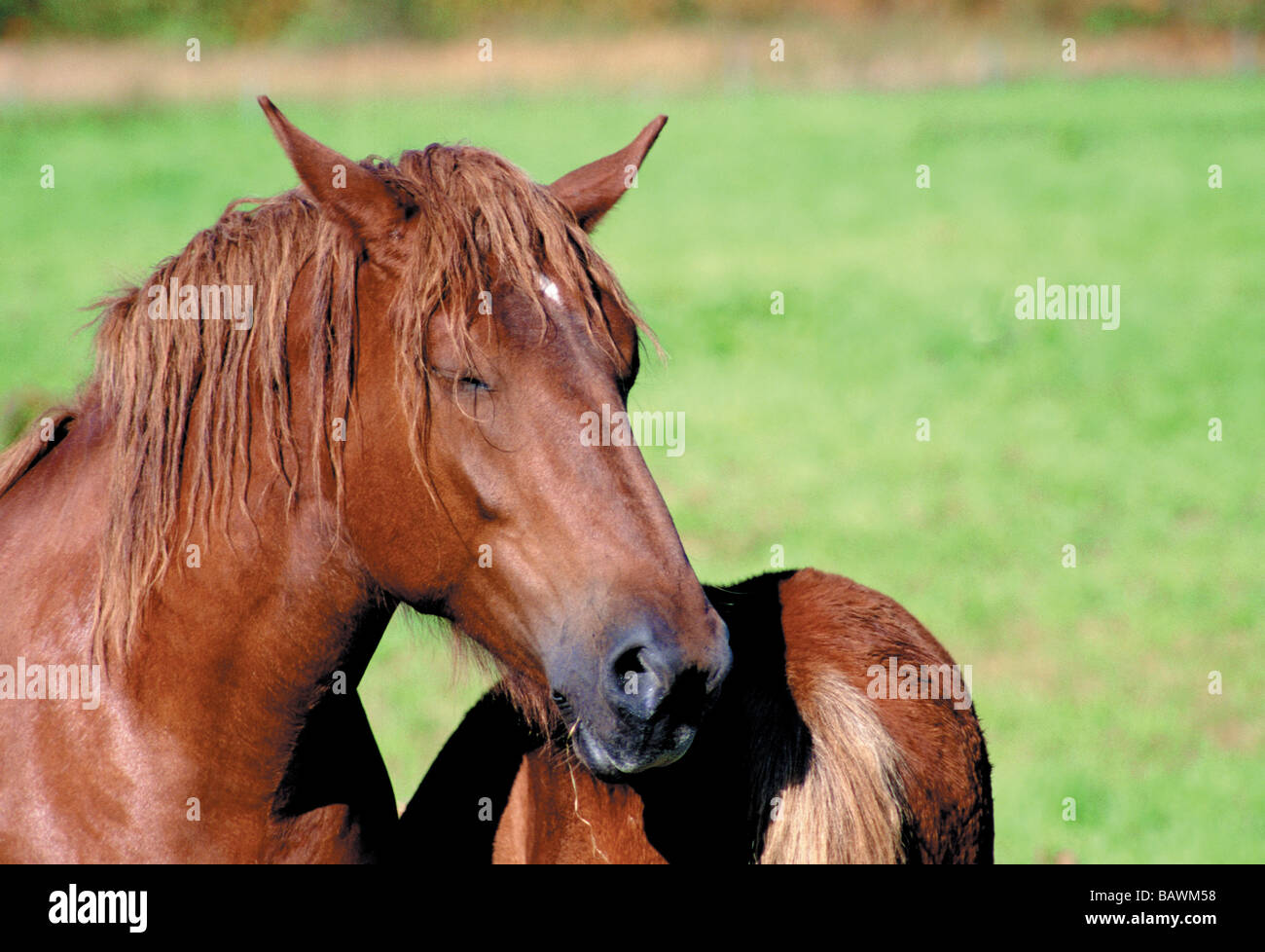 Horses in field Stock Photo - Alamy