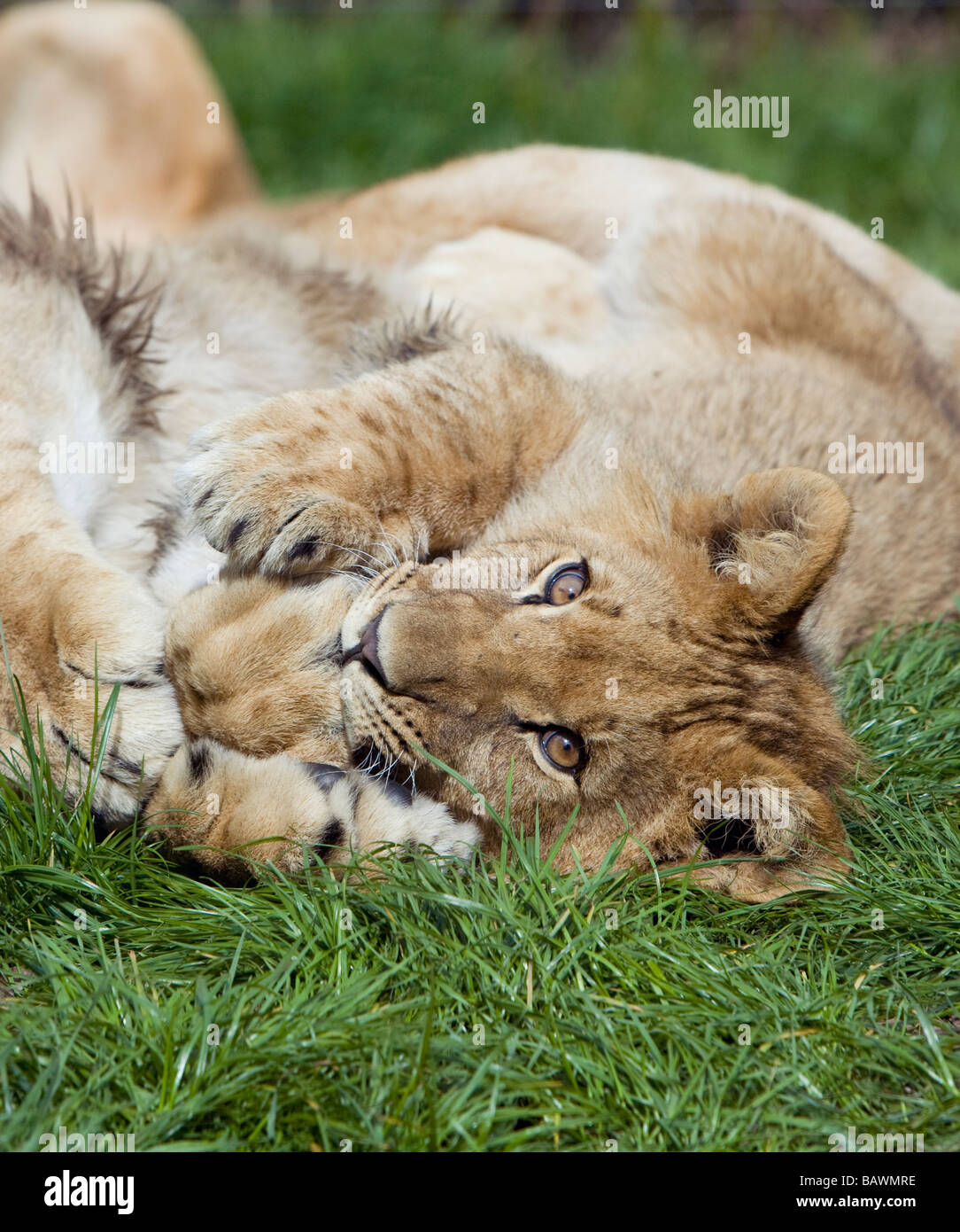 Lion cubs playing Stock Photo - Alamy