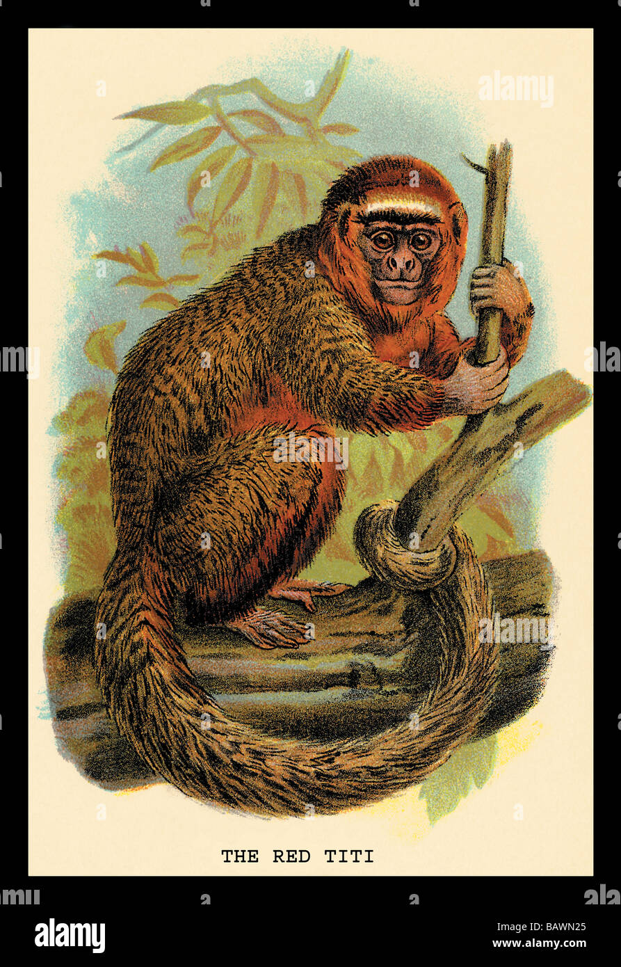 The Red Titi Stock Photo - Alamy